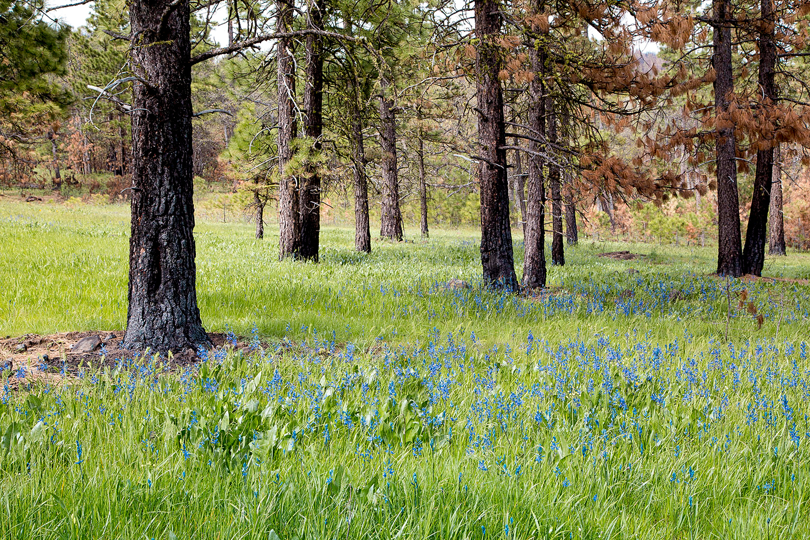 Open Fields To Forest