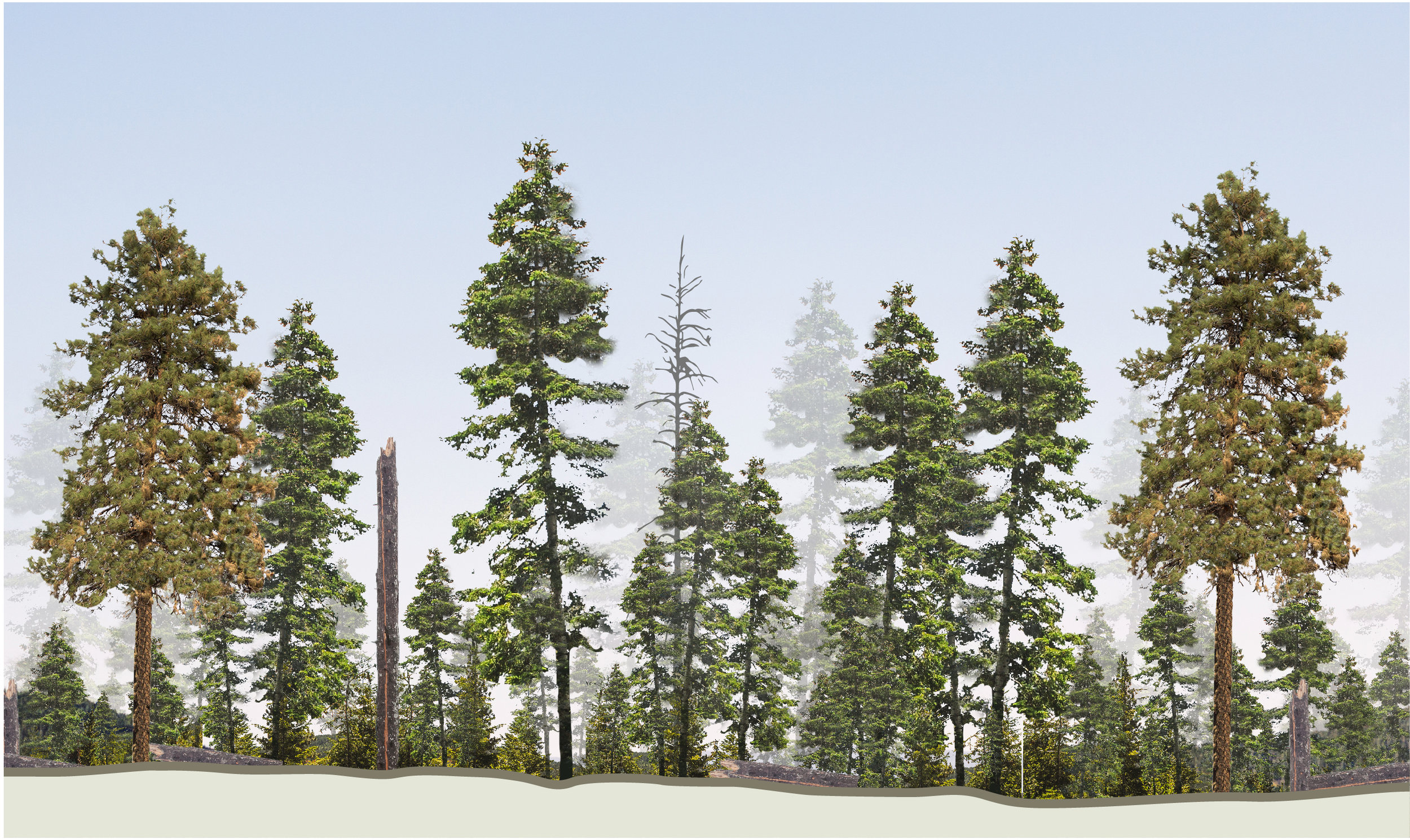 Trees Tell Us Much About Fire: What Will We Do About It? - Cool Green ...