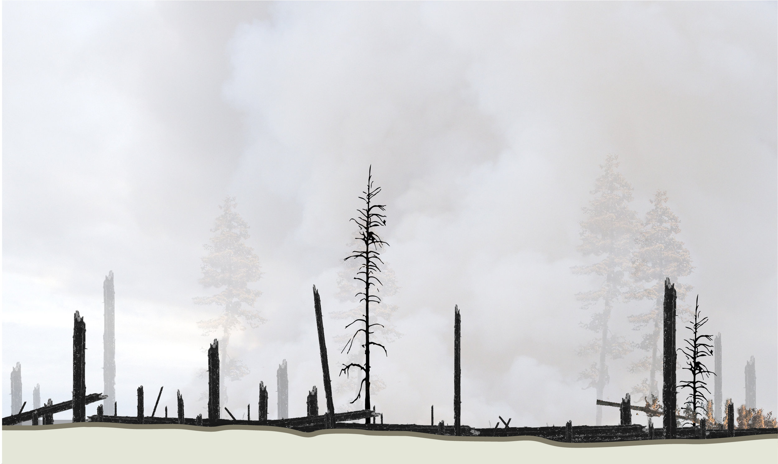 Trees Tell Us Much About Fire: What Will We Do About It? - Cool Green ...