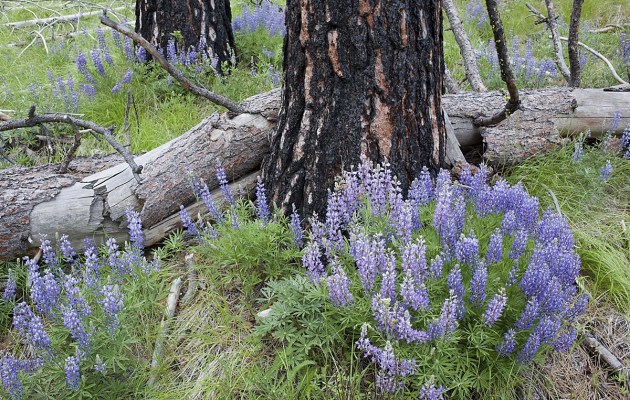 Trees Tell Us Much About Fire: What Will We Do About It? - Cool Green ...