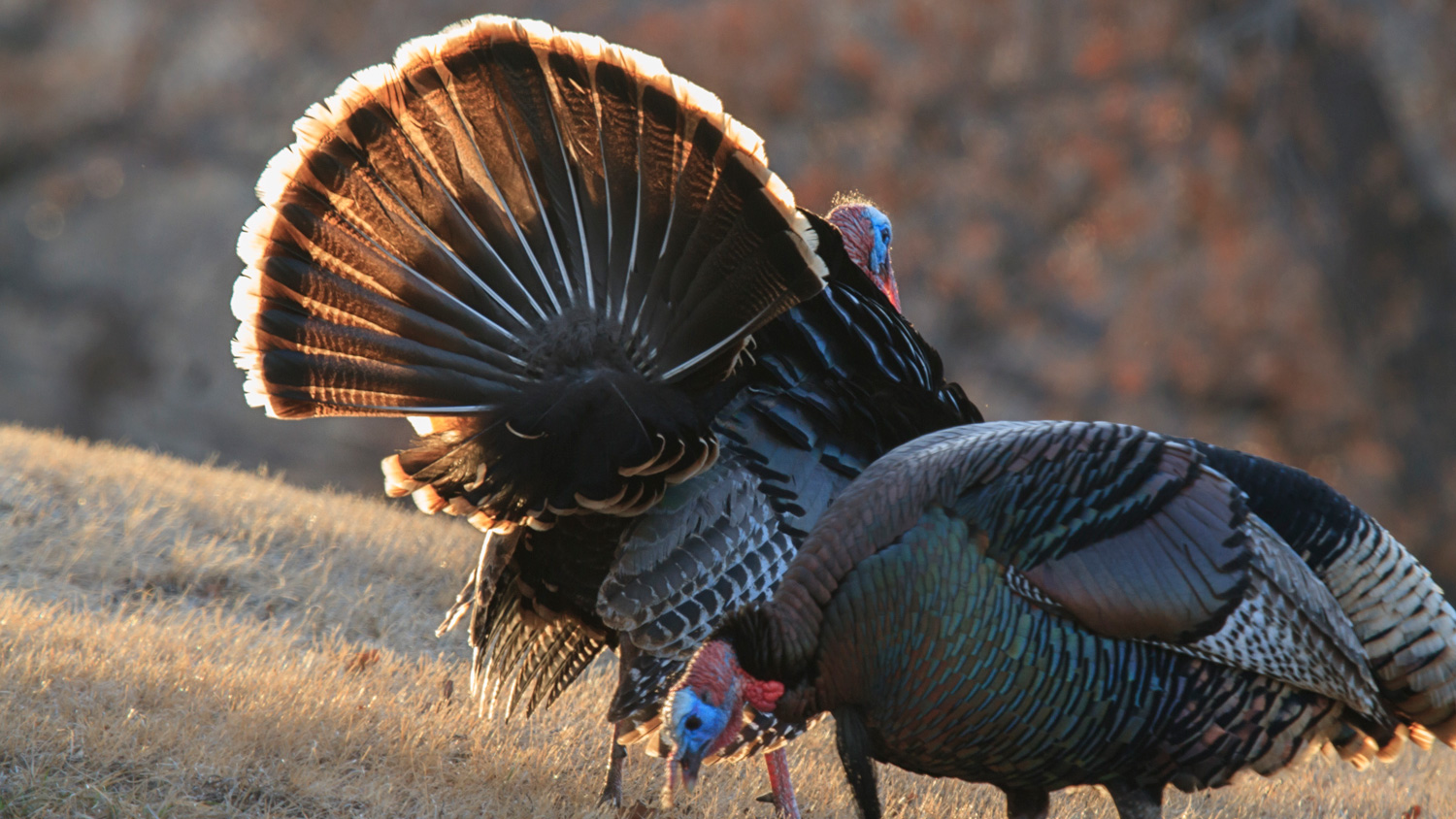 Everything You’ve Ever Wanted to Know About Turkeys