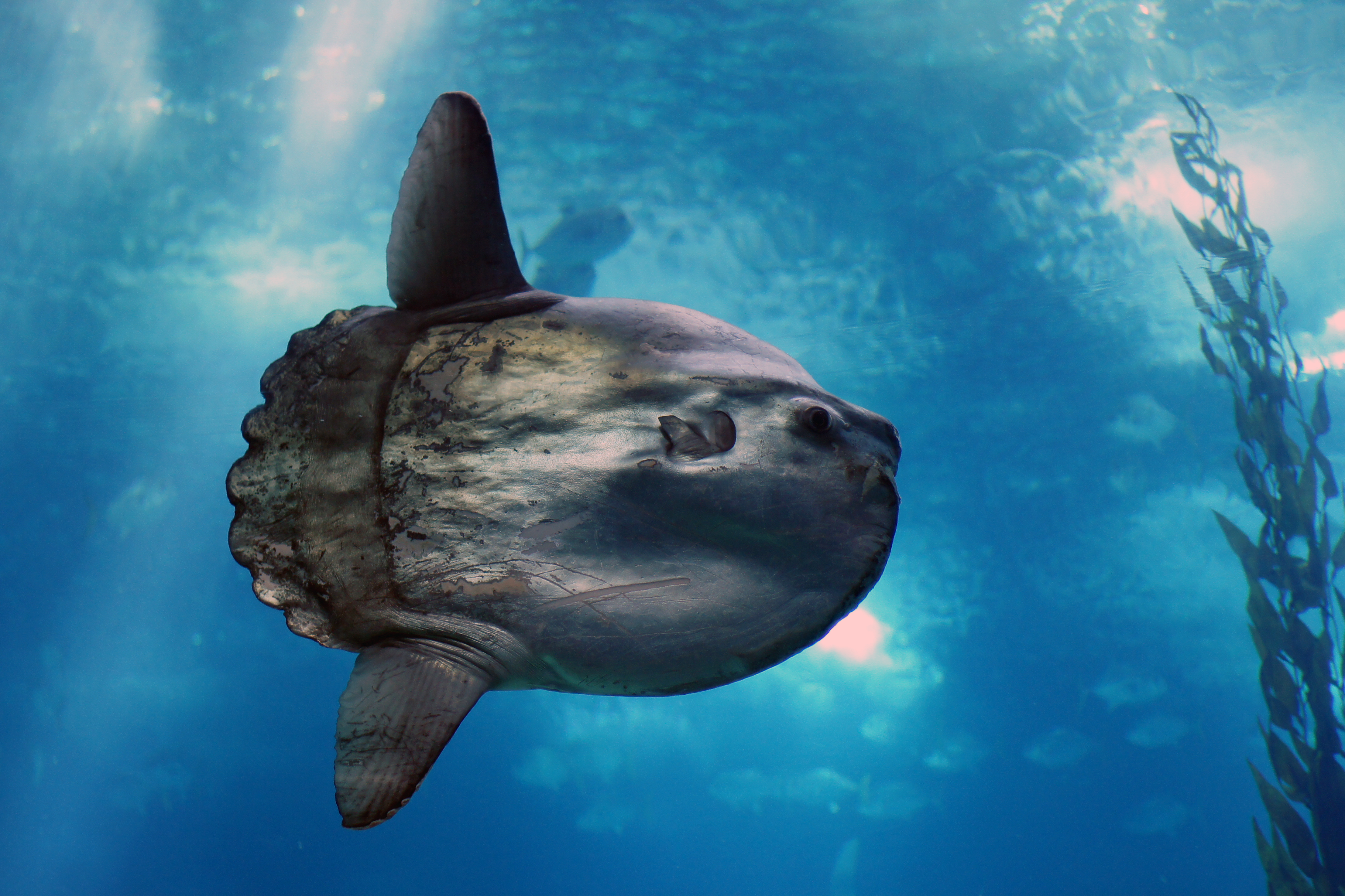 Meet The Magnificently Weird Mola Mola