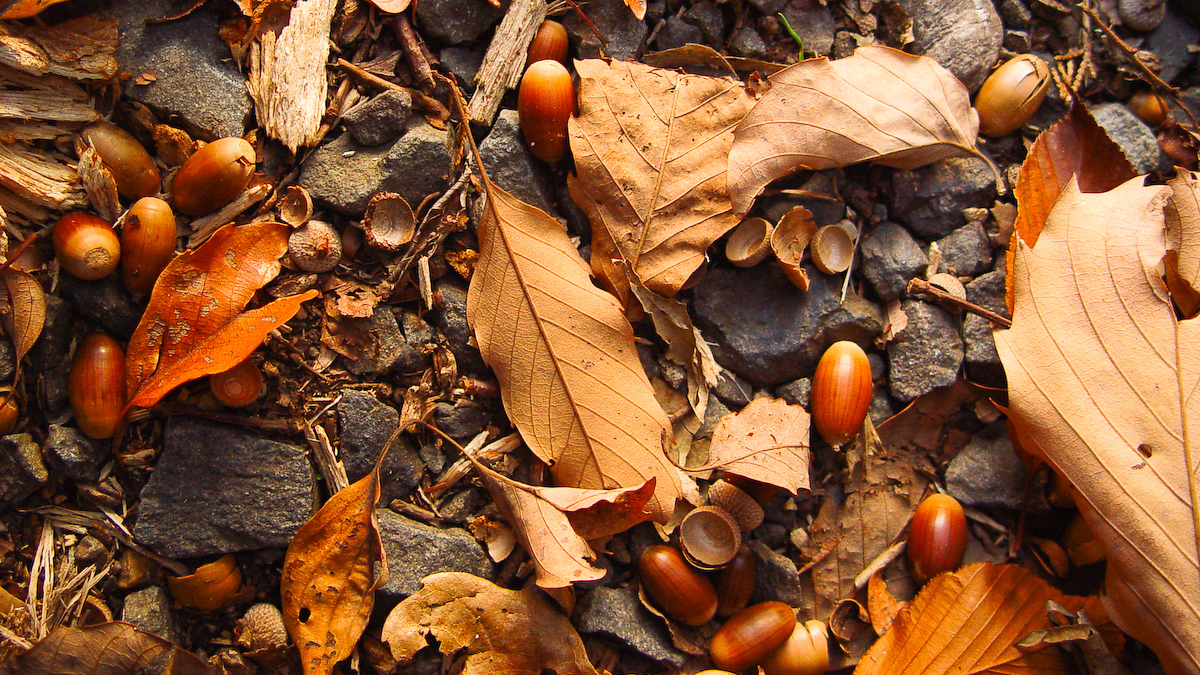 The Fascinating Fall Behavior of Wild Turkeys