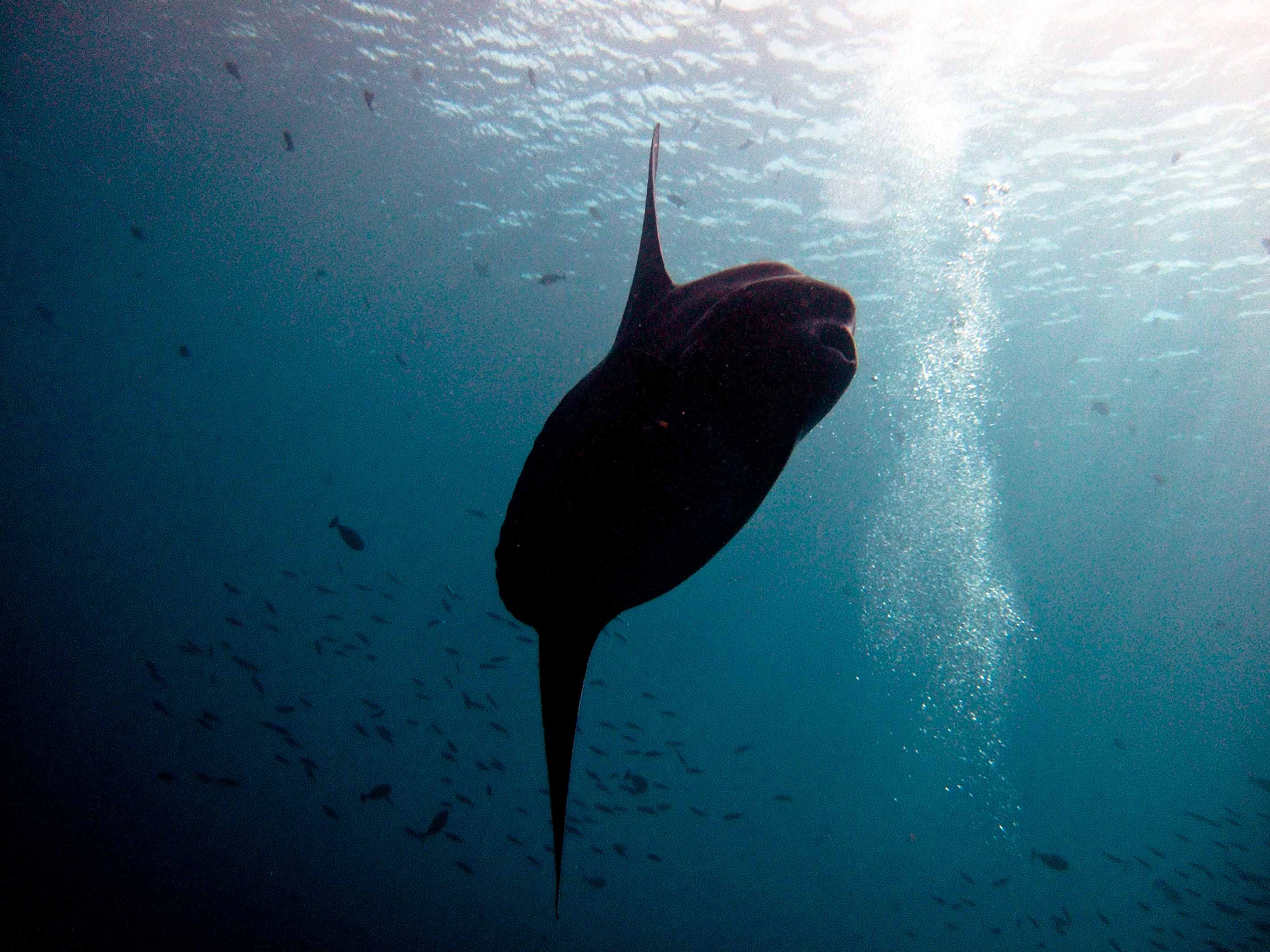 Meet The Magnificently Weird Mola Mola