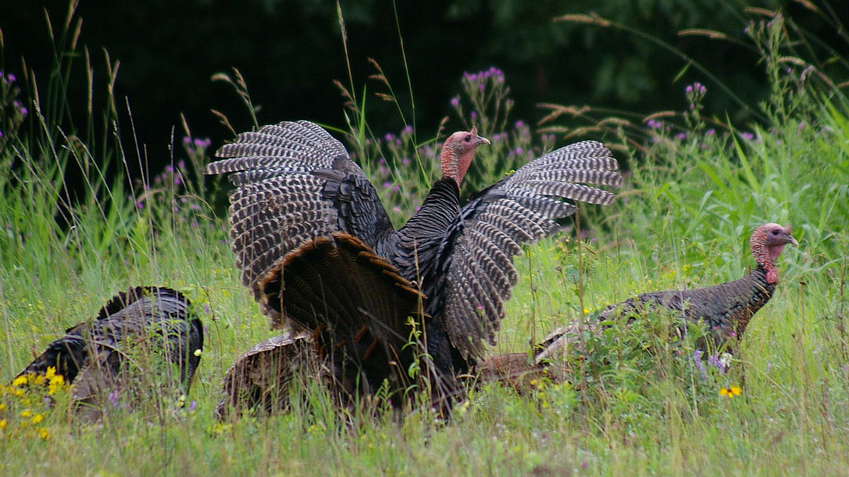 The Fascinating Fall Behavior of Wild Turkeys