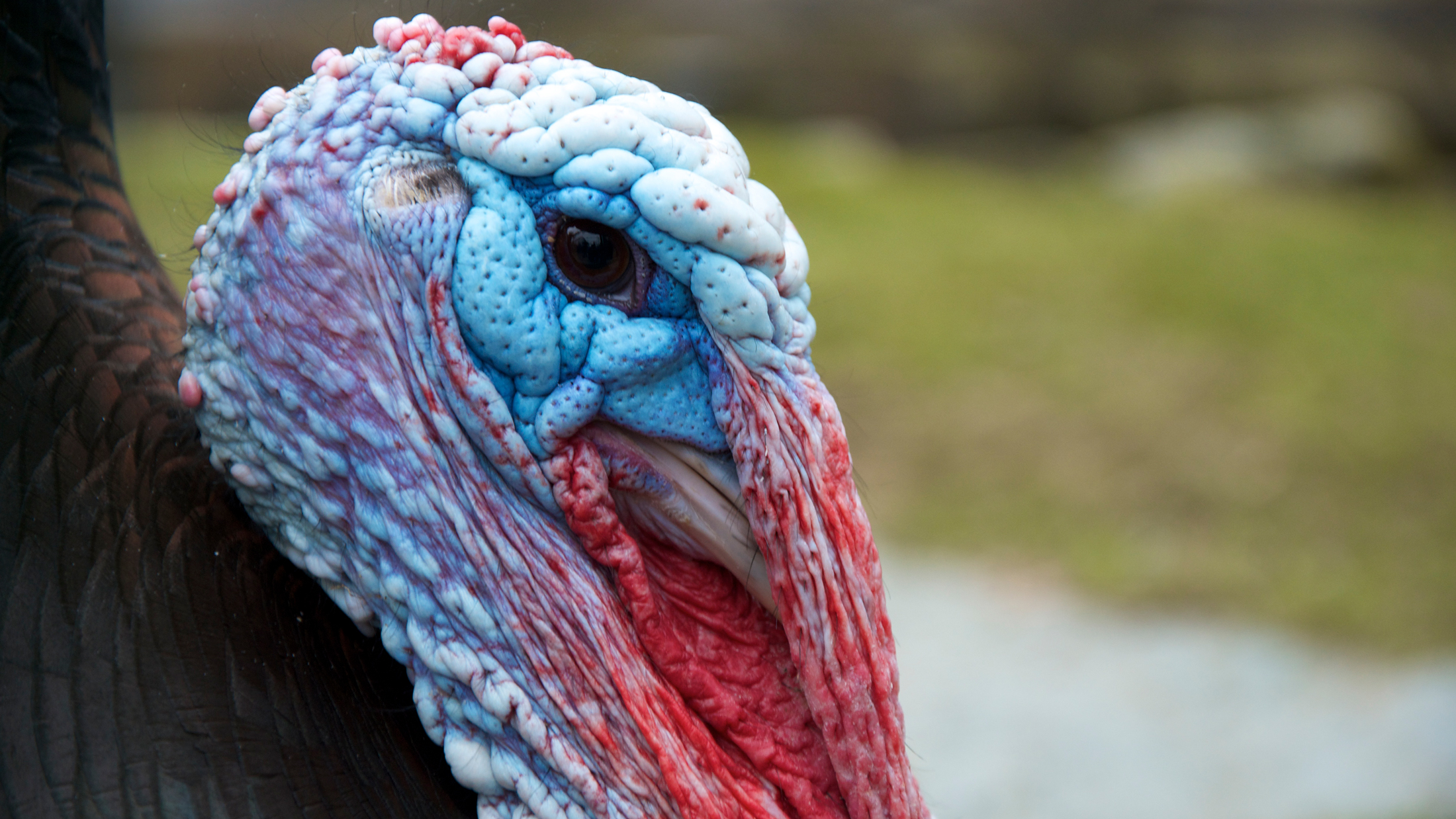 Tracing the Wild Origins of the Domestic Turkey - Cool Green Science