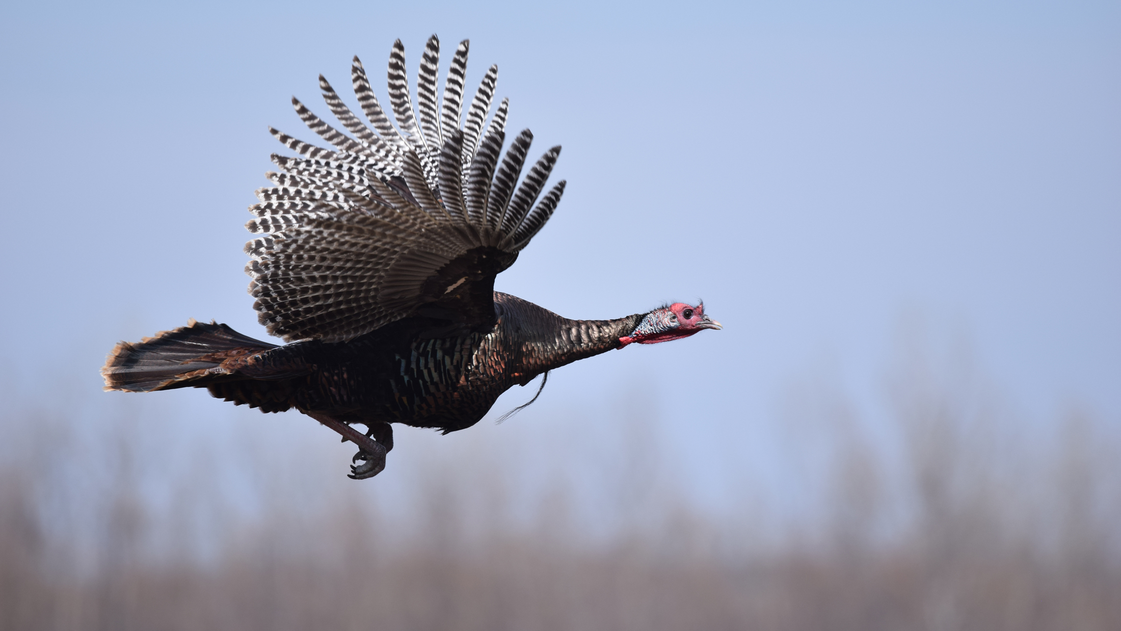 The Fascinating Fall Behavior of Wild Turkeys