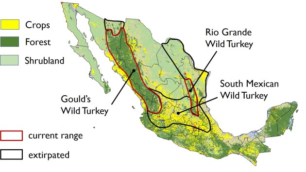 Tracing the Wild Origins of the Domestic Turkey - Cool Green Science