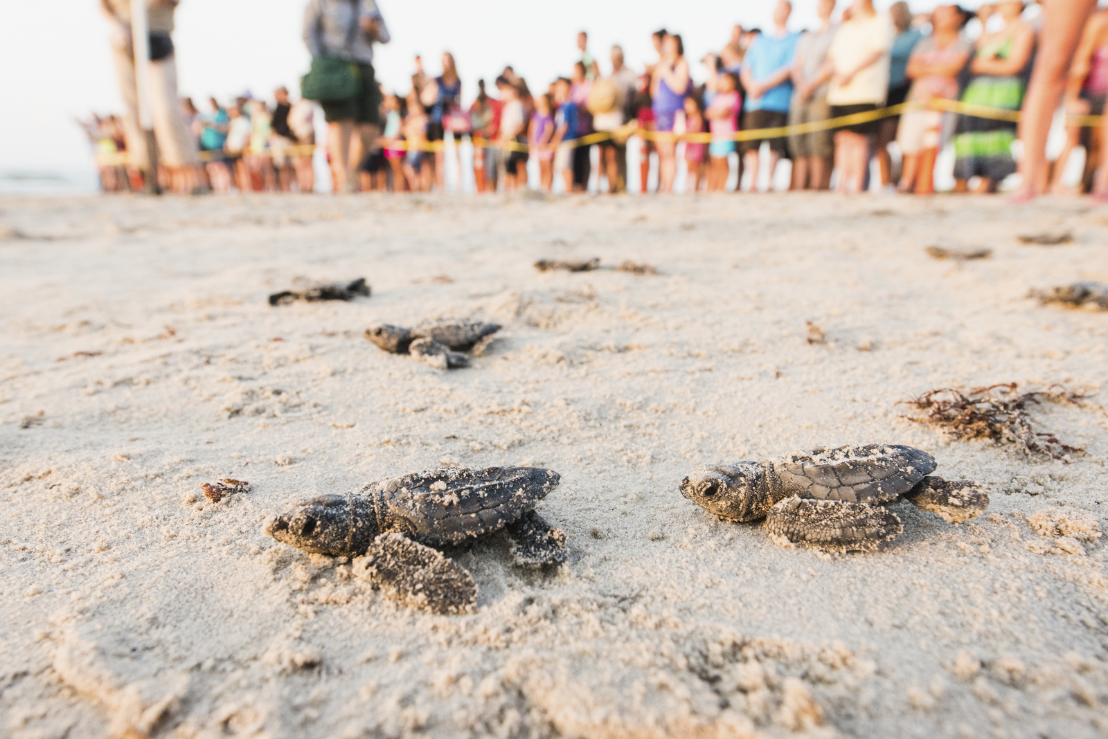 Gulf Shores Animals