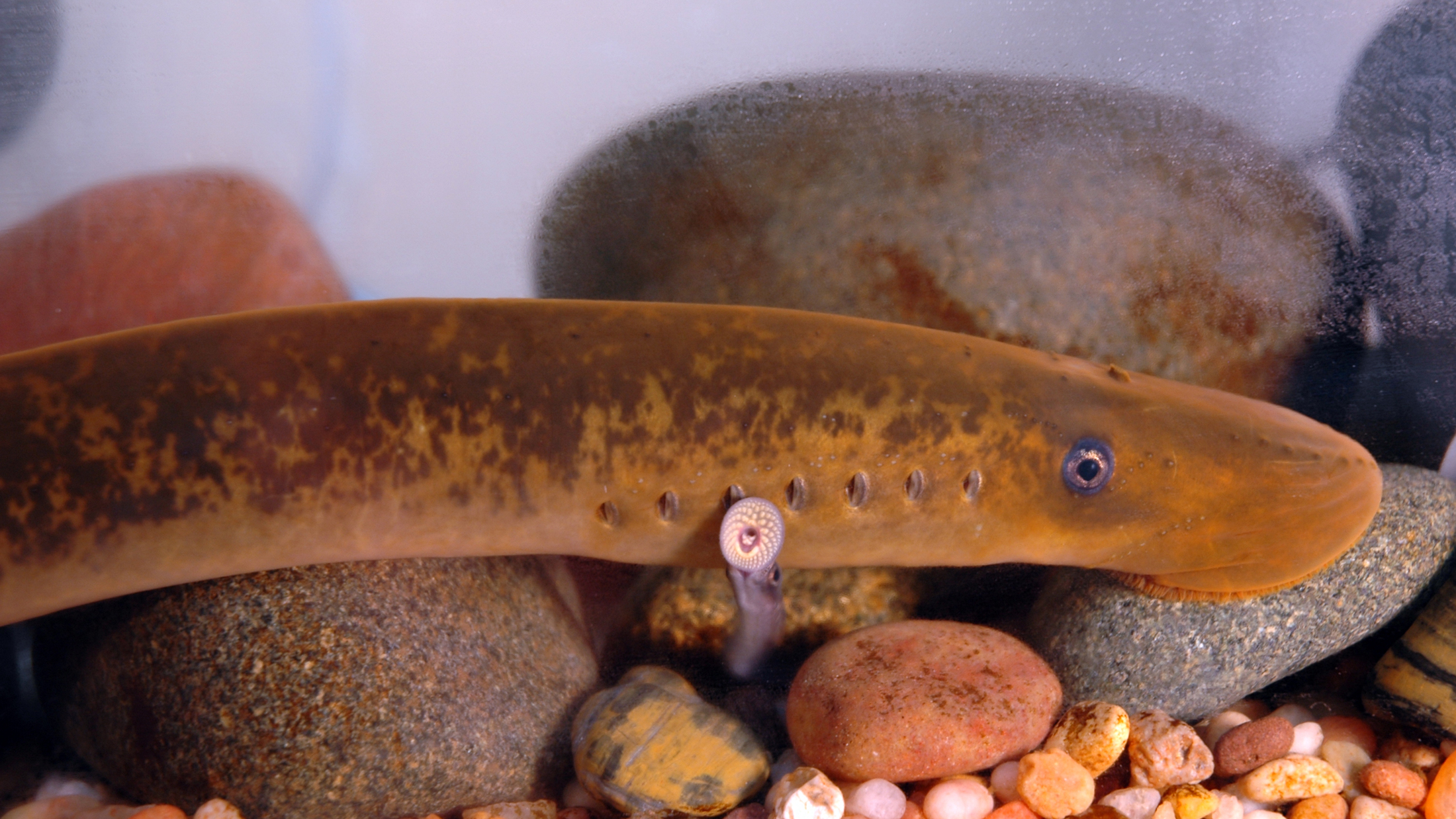 Recovery: Why Sea Lampreys Need to Be Restored and Killed - Cool Green ...