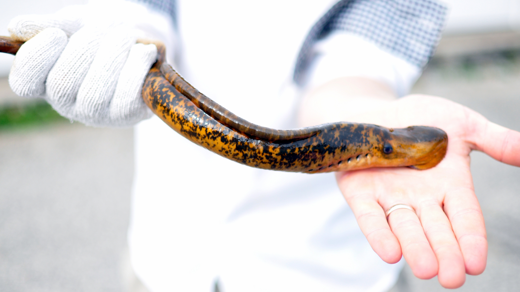 Recovery: Why Sea Lampreys Need to Be Restored and Killed - Cool Green ...