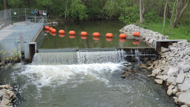 Recovery: Why Sea Lampreys Need to Be Restored and Killed - Cool Green ...