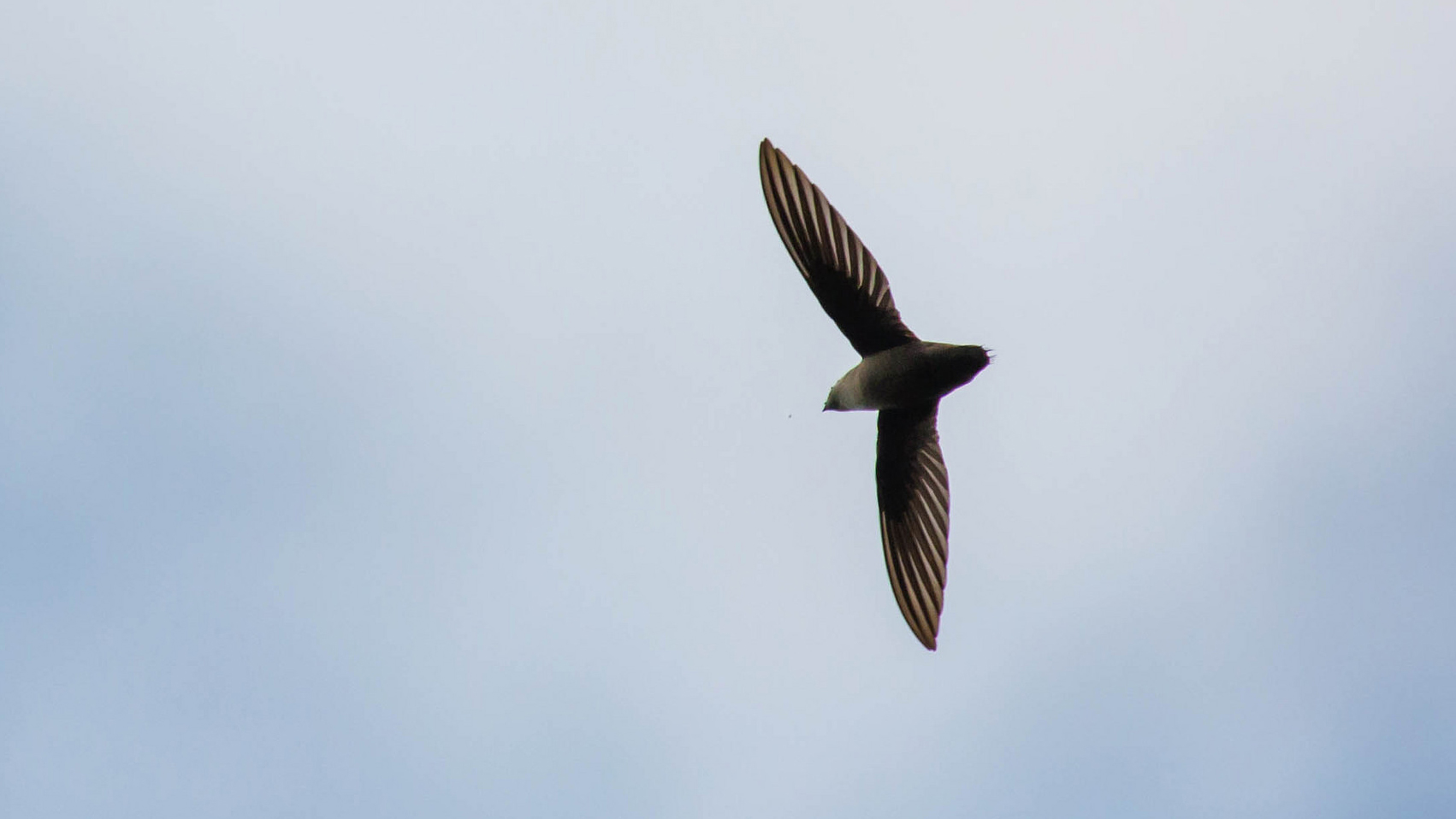 The Bird That Loves Chimneys as Much as Santa - Cool Green Science