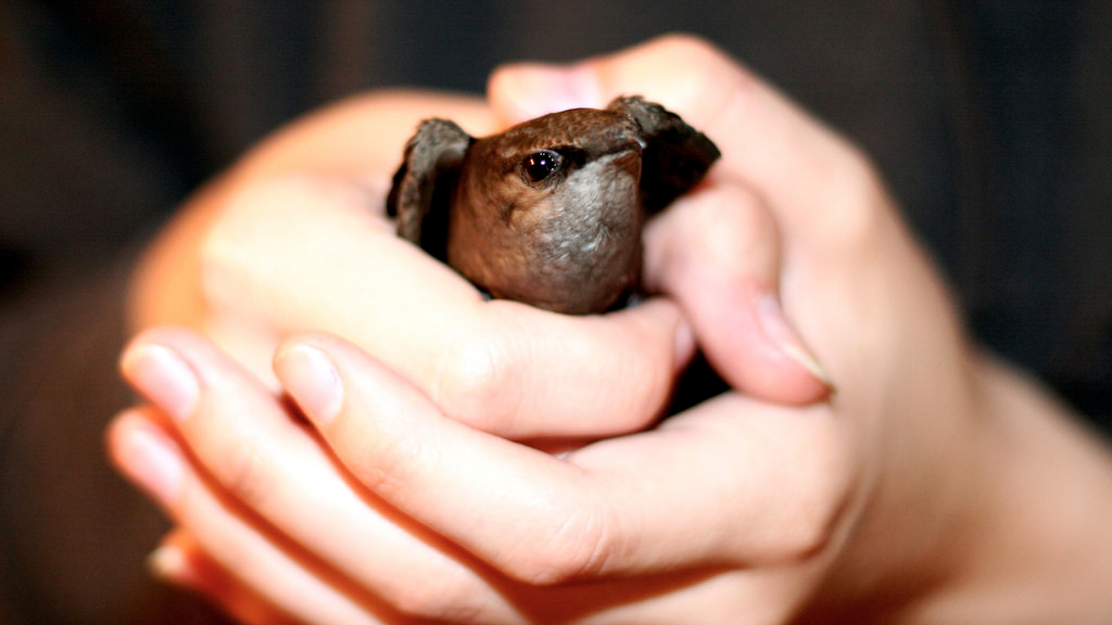 The Bird That Loves Chimneys as Much as Santa - Cool Green Science