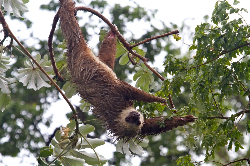 Fantastic Fecal Phenomena of the Animal World