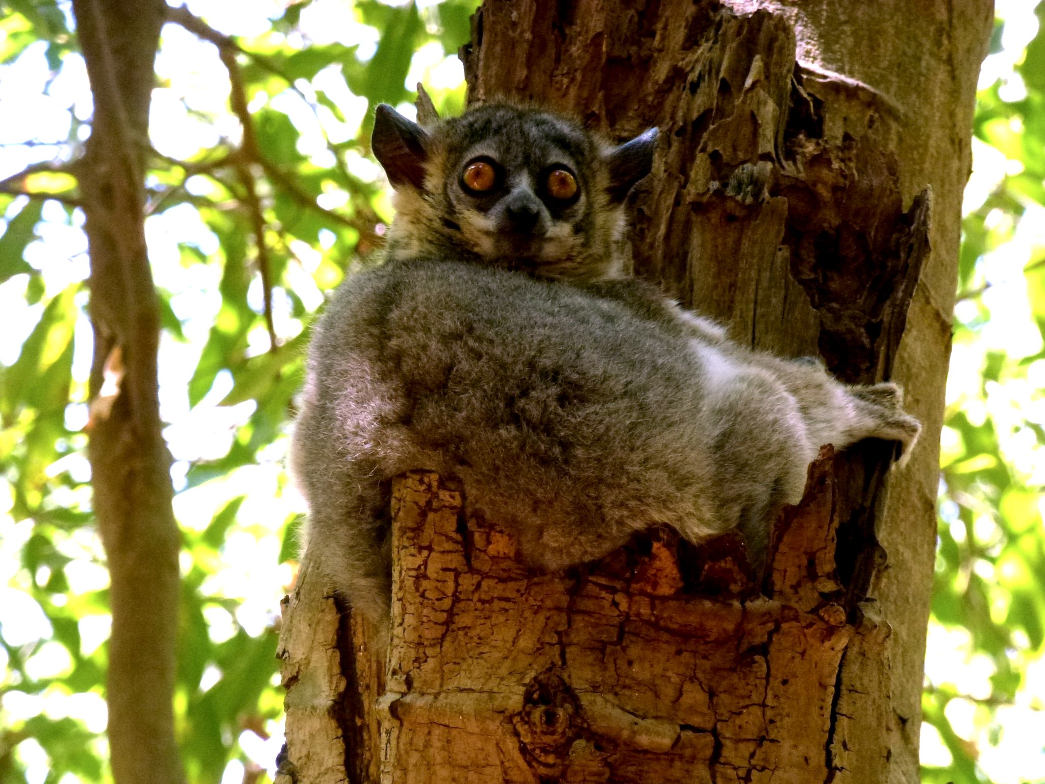 Fantastic Fecal Phenomena of the Animal World