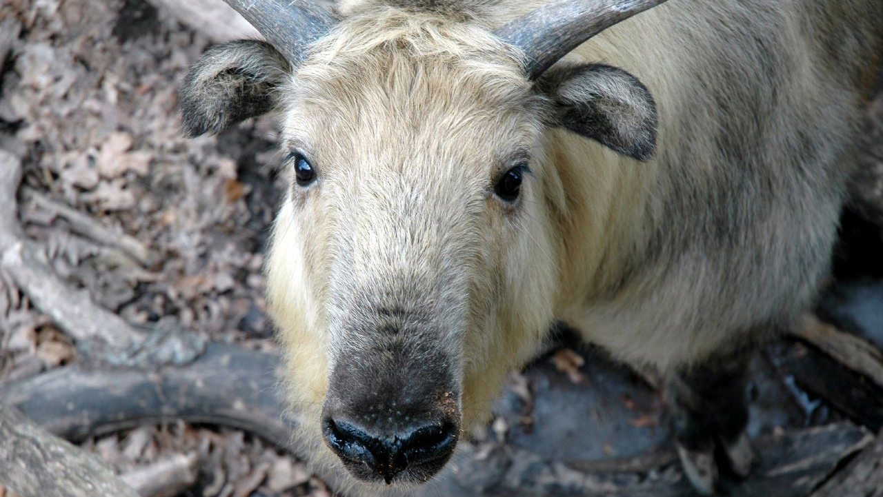 Meet the Takin: The Largest Mammal You’ve Never Heard Of - Cool Green ...