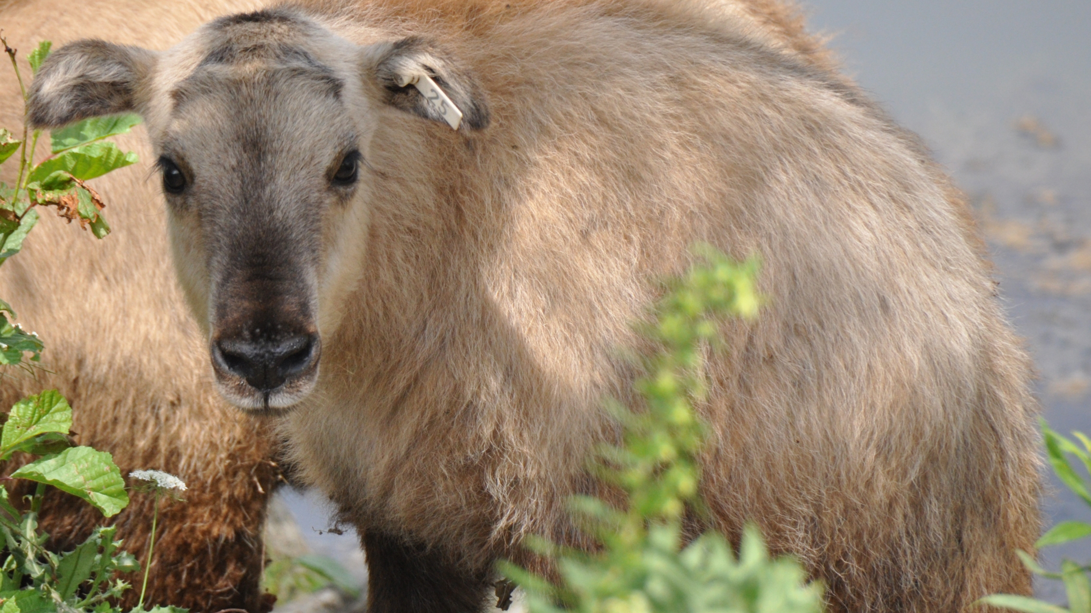 Meet the Takin: The Largest Mammal You’ve Never Heard Of - Cool Green ...