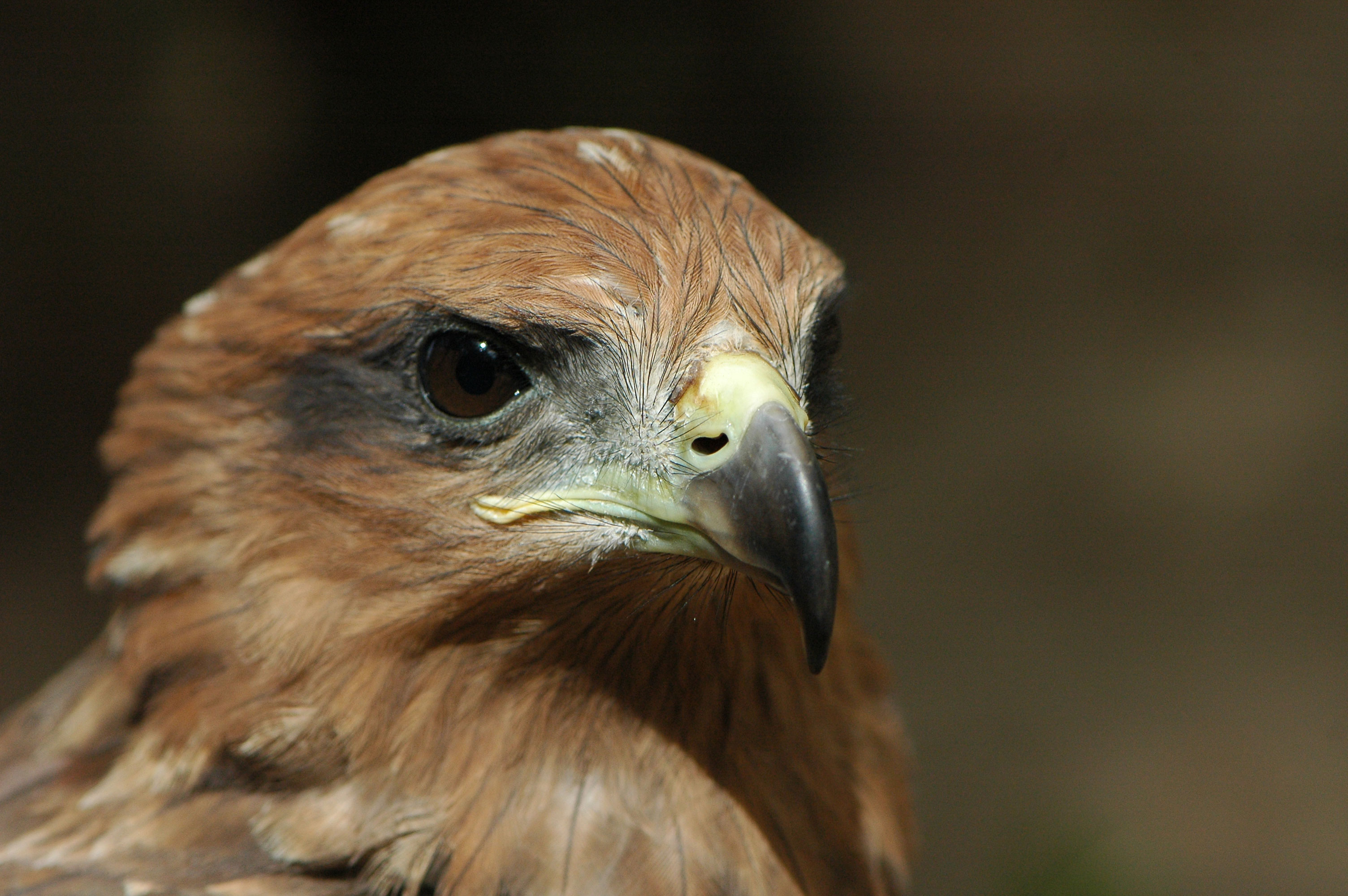 Australian “Firehawk” Raptors Intentionally Spread Wildfires
