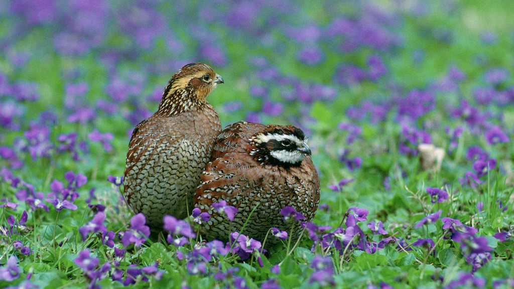 How Does Extreme Winter Weather Affect Wildlife? - Cool Green Science