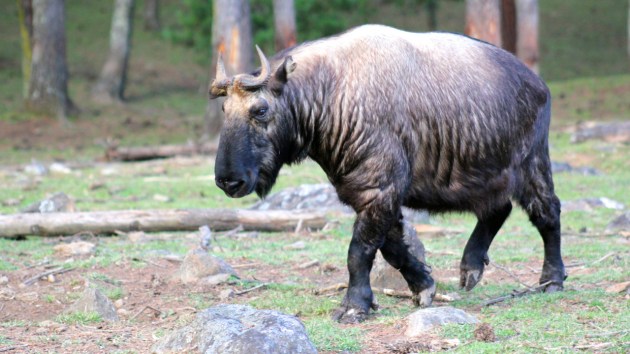 Meet the Takin: The Largest Mammal You’ve Never Heard Of - Cool Green ...