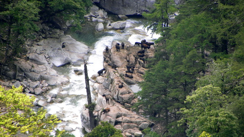 Meet the Takin: The Largest Mammal You’ve Never Heard Of - Cool Green ...