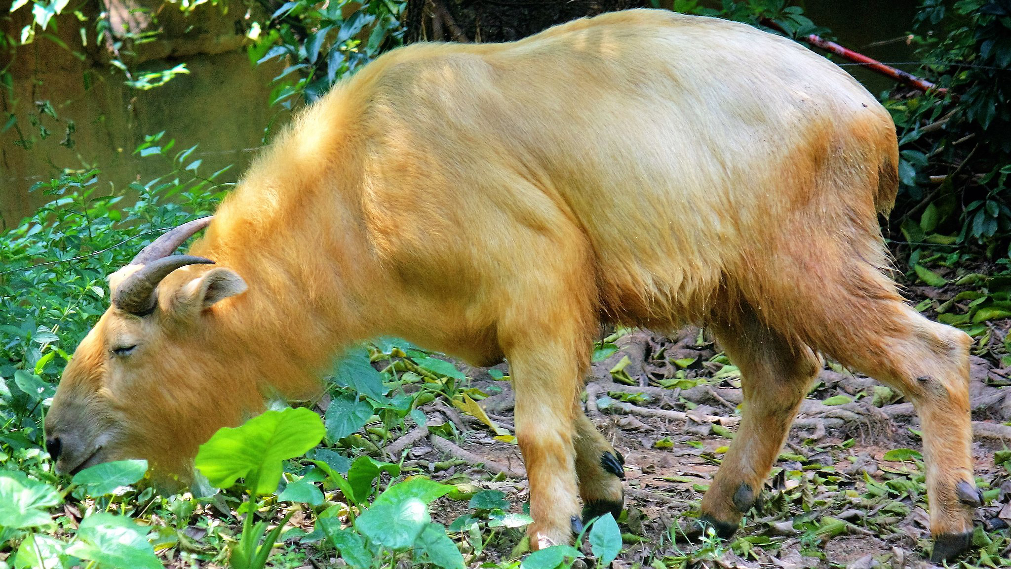 Meet the Takin: The Largest Mammal You’ve Never Heard Of - Cool Green ...