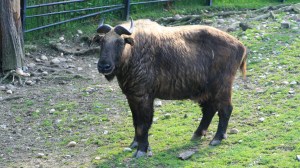 Meet the Takin: The Largest Mammal You’ve Never Heard Of - Cool Green ...