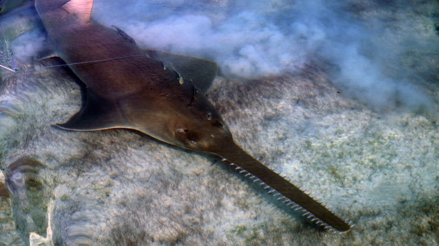 Recovery: Smalltooth Sawfish Flickering Back - Cool Green Science