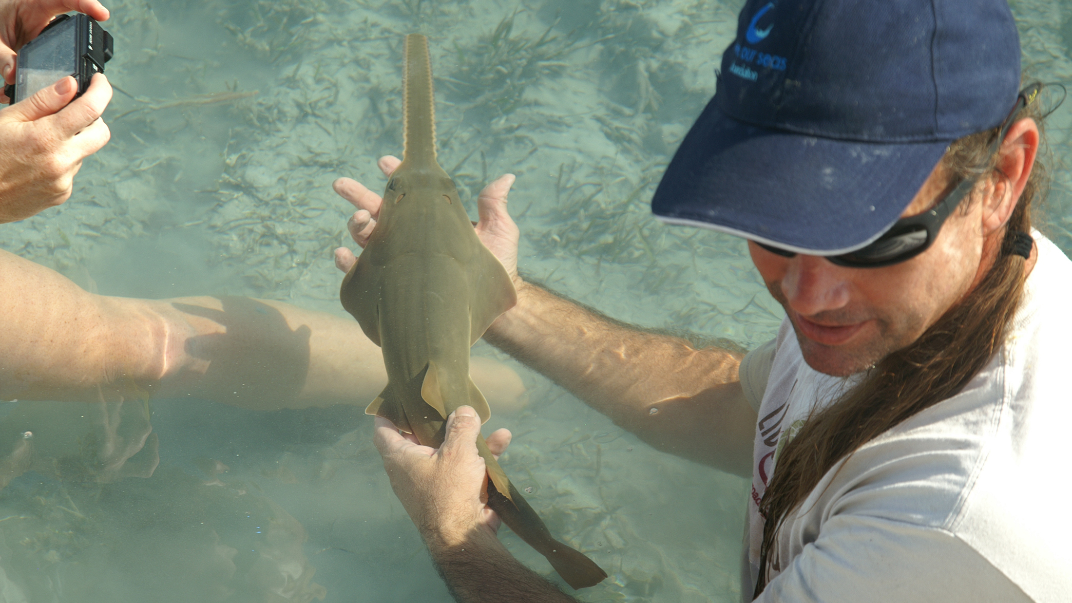 Recovery: Smalltooth Sawfish Flickering Back - Cool Green Science