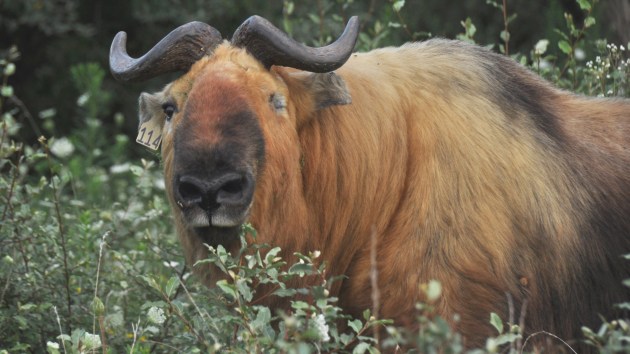 Meet the Takin: The Largest Mammal You’ve Never Heard Of - Cool Green ...