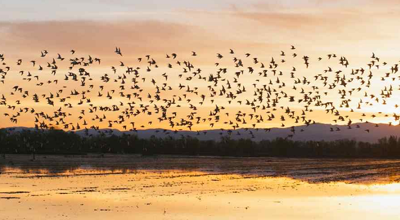 Bumper-Crop Birds: Pop-Up Wetlands Are a Success in California