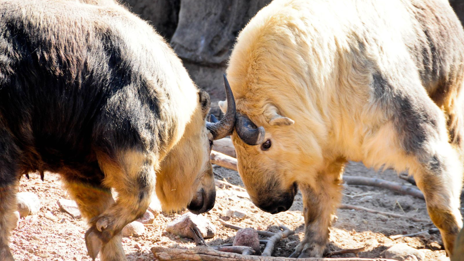 Meet the Takin: The Largest Mammal You’ve Never Heard Of - Cool Green ...