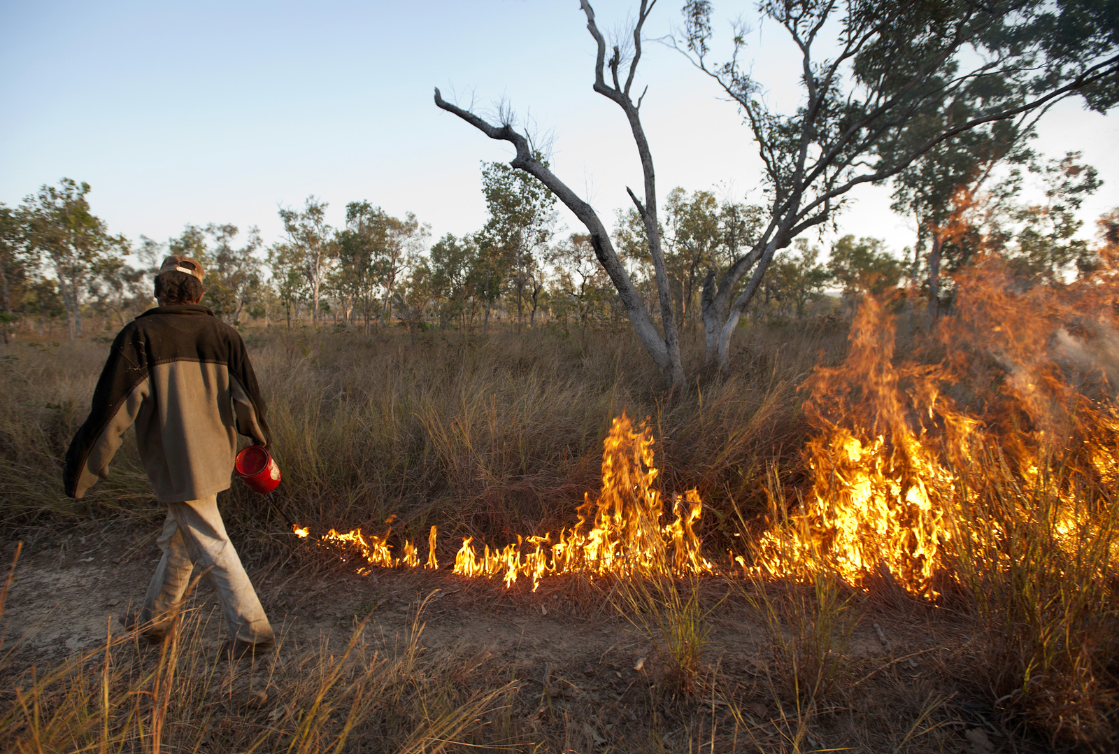 Australian “Firehawk” Raptors Intentionally Spread Wildfires