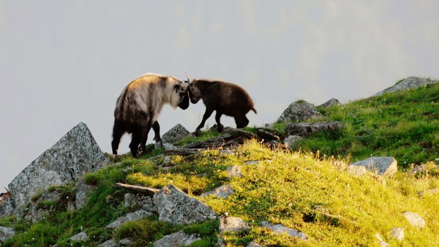 Meet the Takin: The Largest Mammal You’ve Never Heard Of - Cool Green ...
