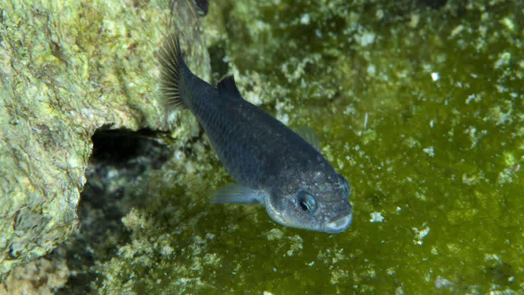 How an Alaskan Earthquake Caused Fish to Spawn in Death Valley - Cool ...