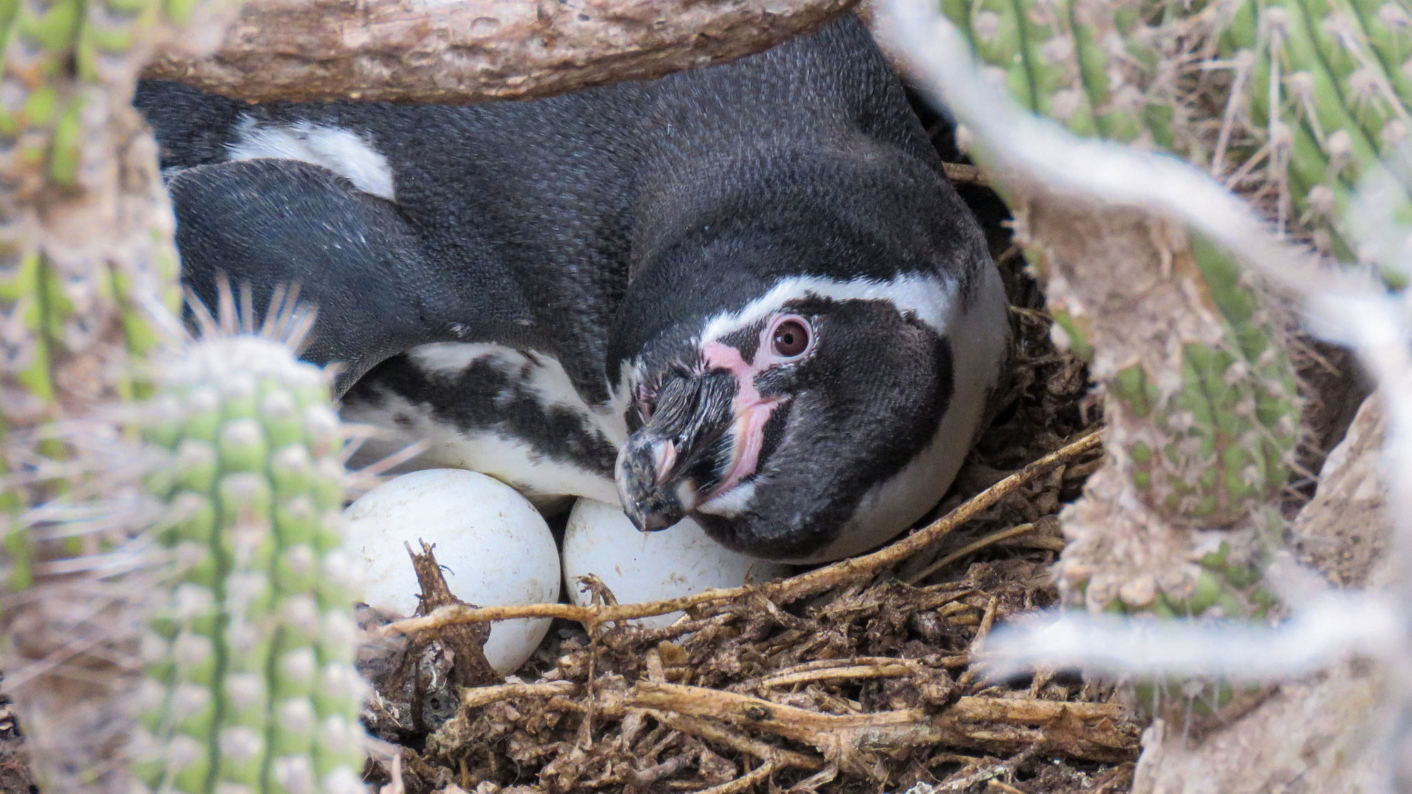 Recovery: Evicting Rabbits - Cool Green Science