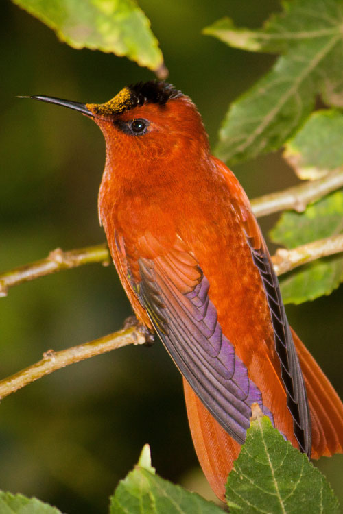 Recovery: Evicting Rabbits - Cool Green Science