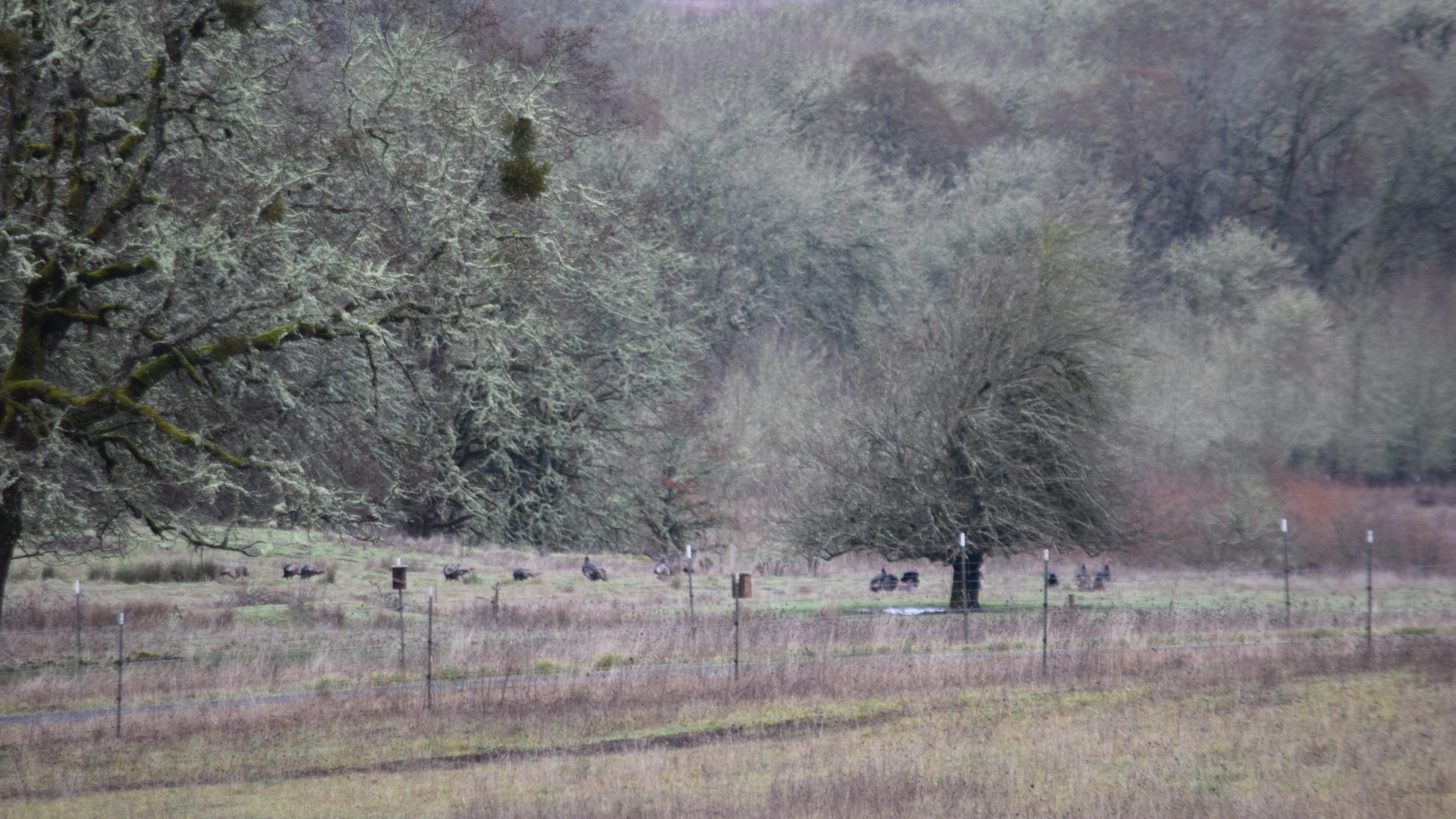 Can You Ever Have Too Many Turkeys? - Cool Green Science