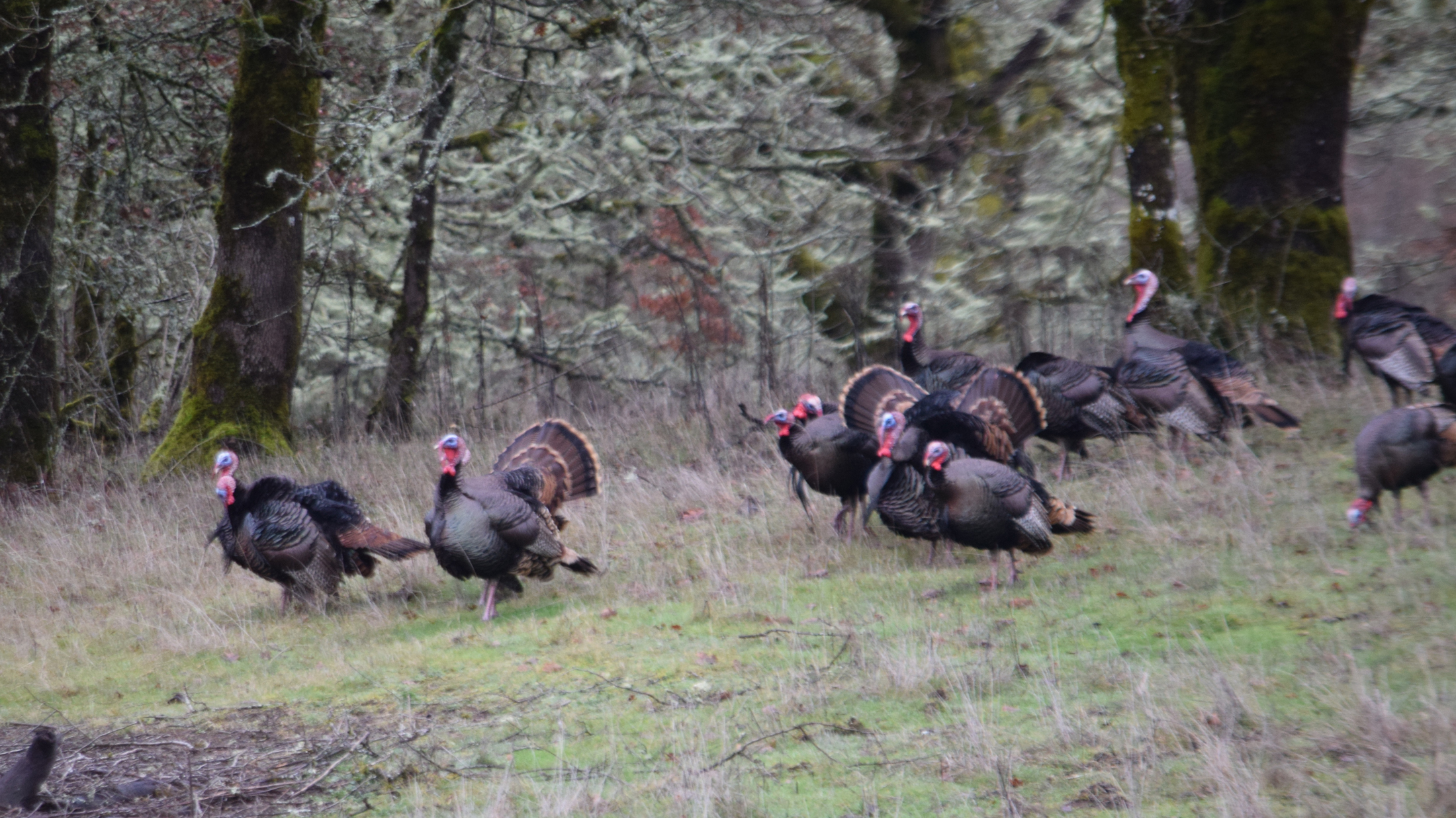 Can You Ever Have Too Many Turkeys? - Cool Green Science