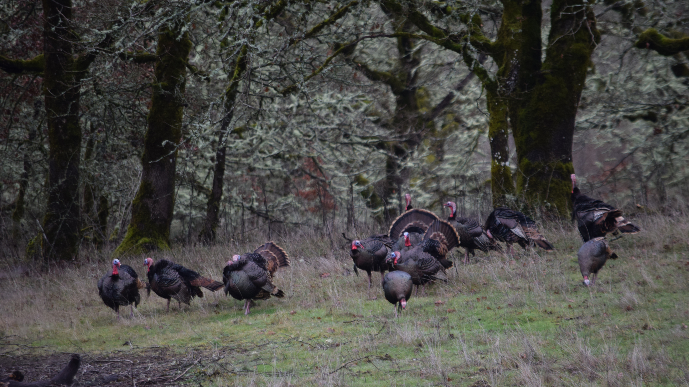 Can You Ever Have Too Many Turkeys? - Cool Green Science