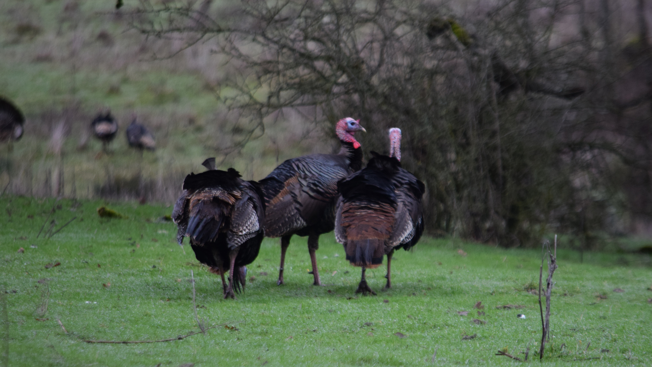 Can You Ever Have Too Many Turkeys? - Cool Green Science