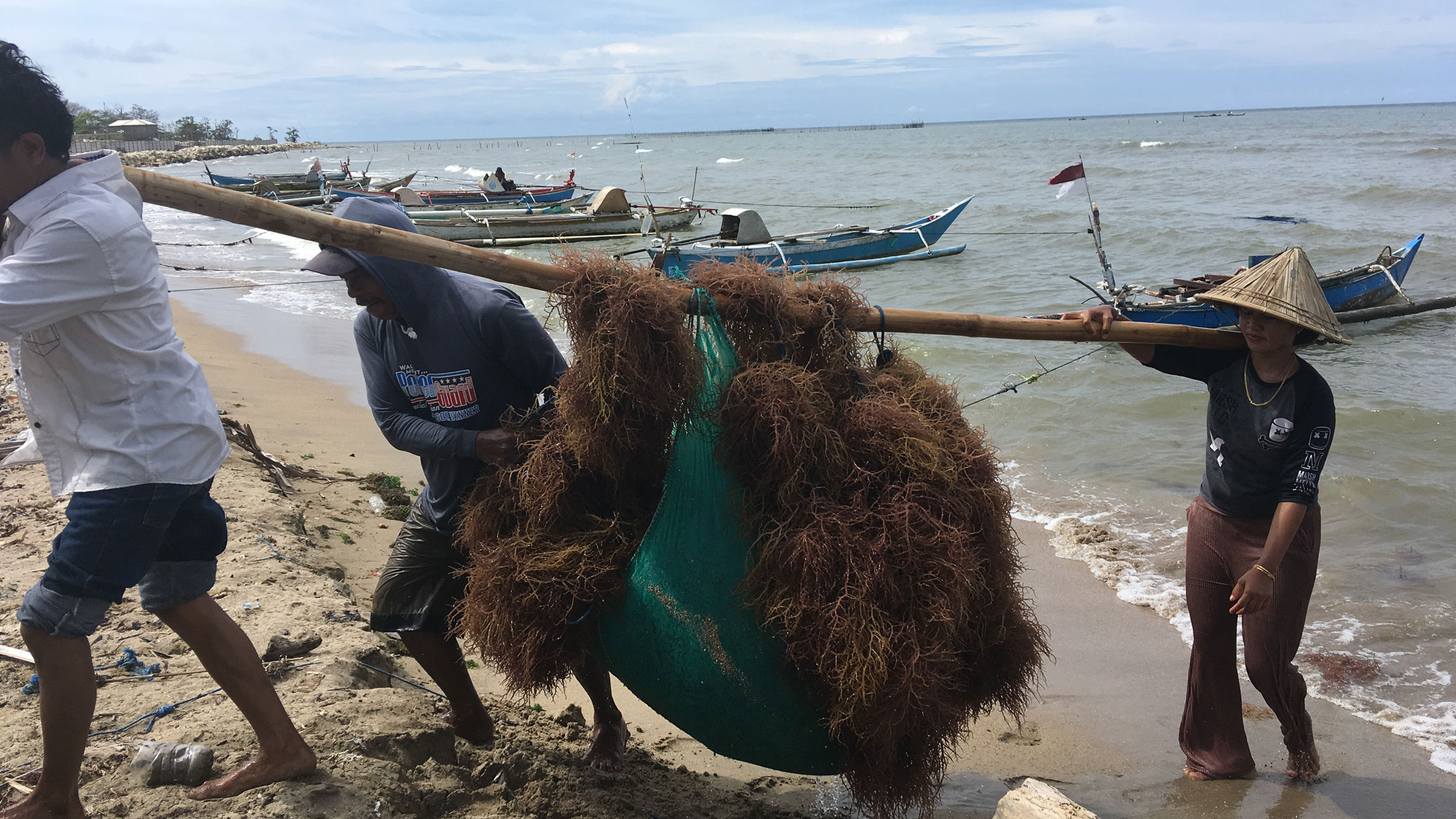 Seaweed Farming: A Gateway to Conservation and Empowerment - Cool Green ...
