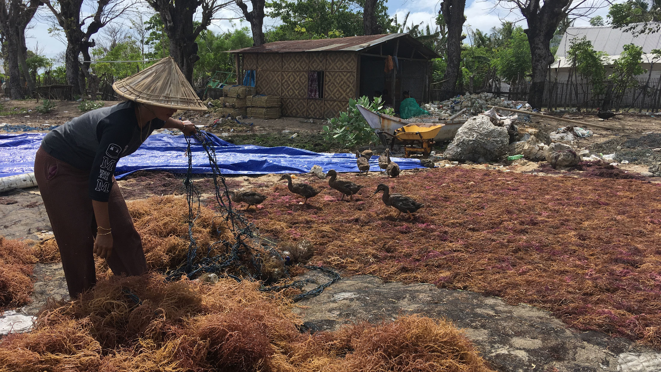 Seaweed Farming: A Gateway to Conservation and Empowerment - Cool Green ...