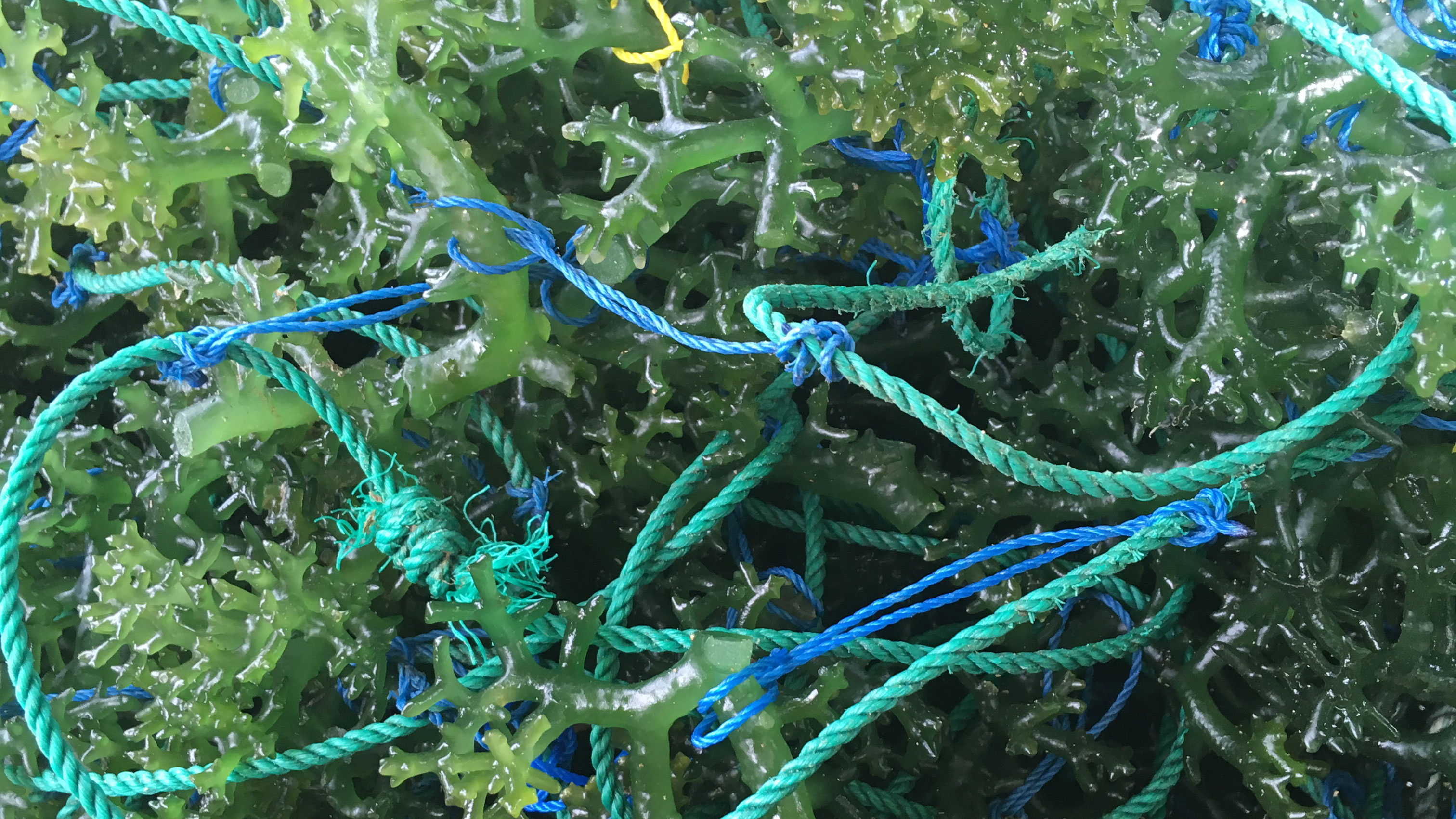 Seaweed Farming: A Gateway to Conservation and Empowerment - Cool Green ...