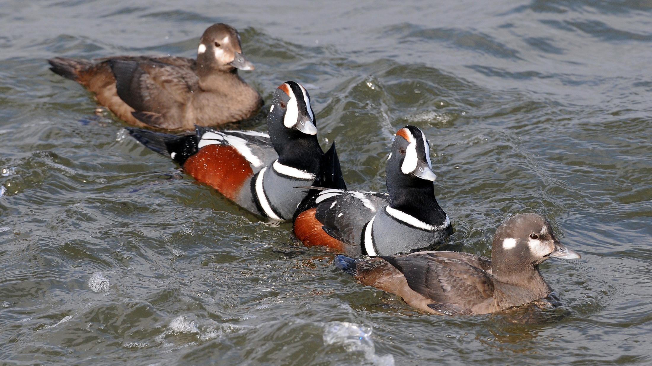 A Harlequin Duck's Long Cross-Country Migration - Cool Green Science