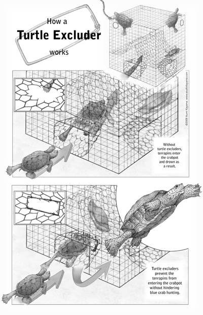 Saving Terrapins From Drowning in Crab Traps - Cool Green Science