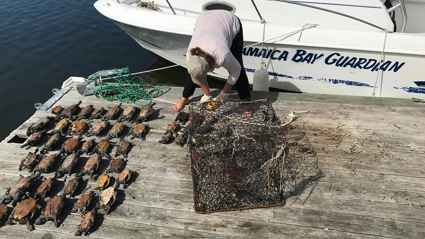 Saving Terrapins From Drowning in Crab Traps - Cool Green Science