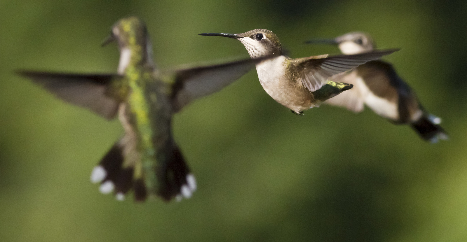 Hummingbirds Make an Incredible Journey North - Cool Green Science