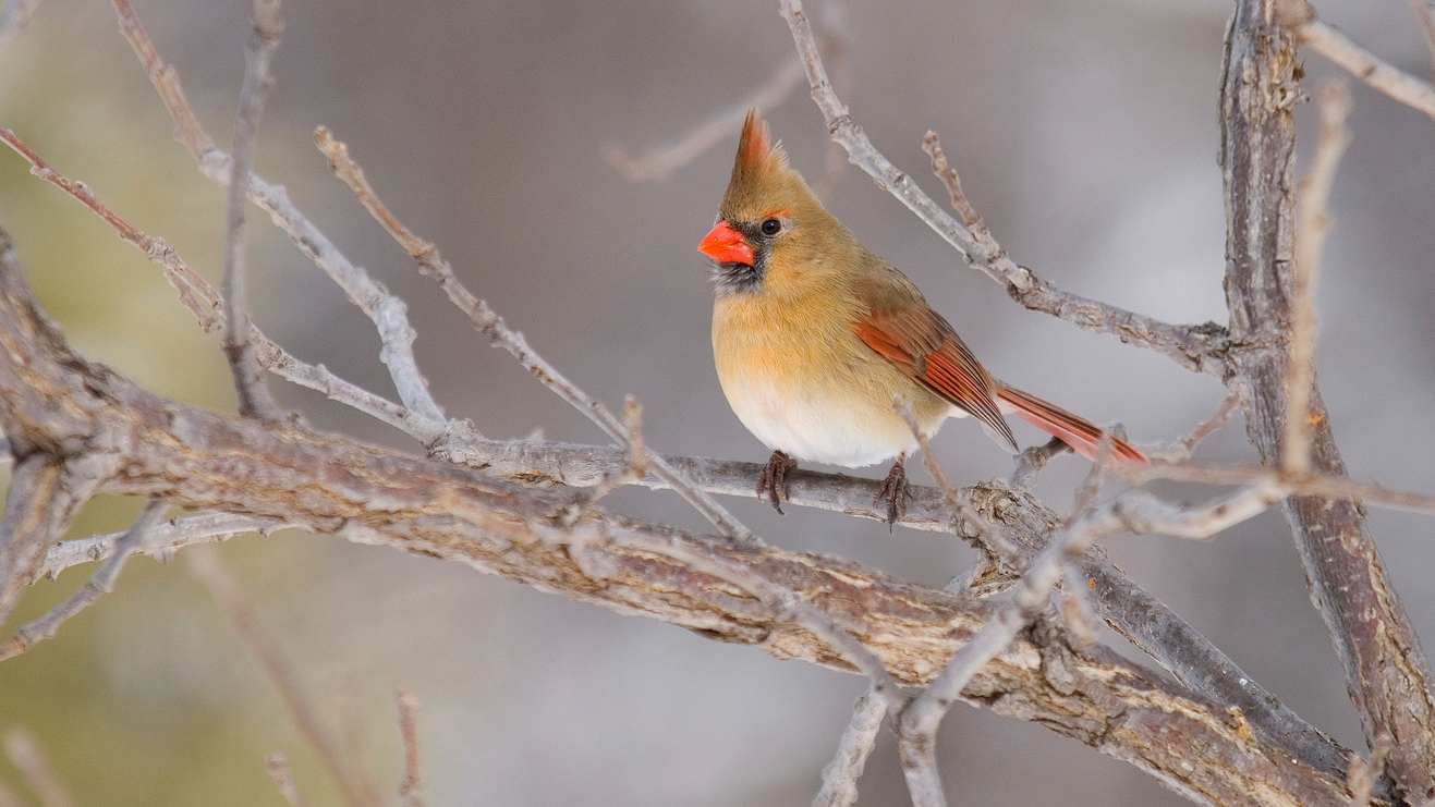 Are Bird Feeders Helping Cardinals Expand Their Range? - Cool Green Science